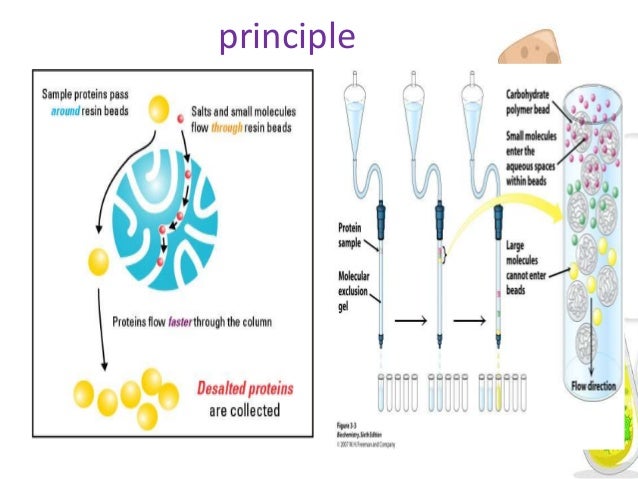 (Gel Filtration Chromatography)GFC