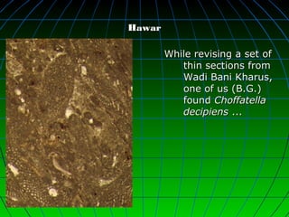 New data on the Hawar, Shu'aiba, Bab, and Sabsab regional stages of the ...