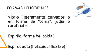 4)_CLASIFICACION_DE_LAS_BACTERIAS…..pptx