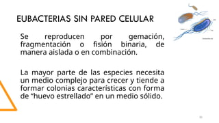 4)_CLASIFICACION_DE_LAS_BACTERIAS…..pptx