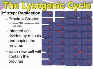 4068 virus growth cycle lytic & lysogenic | PPT