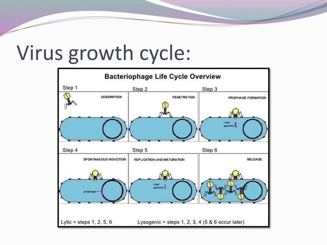 4068 virus growth cycle lytic & lysogenic | PPT