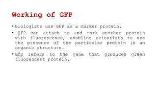 GFP in rDNA Technology (Biotechnology).pptx