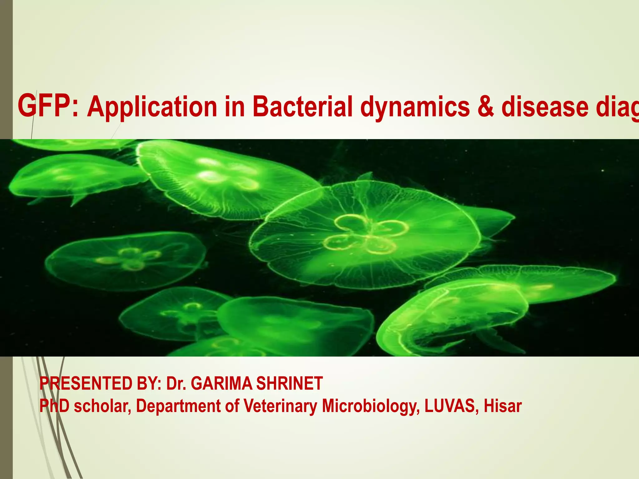 Gfp application in bacterial dynamics and disease diagnosis | PPTX