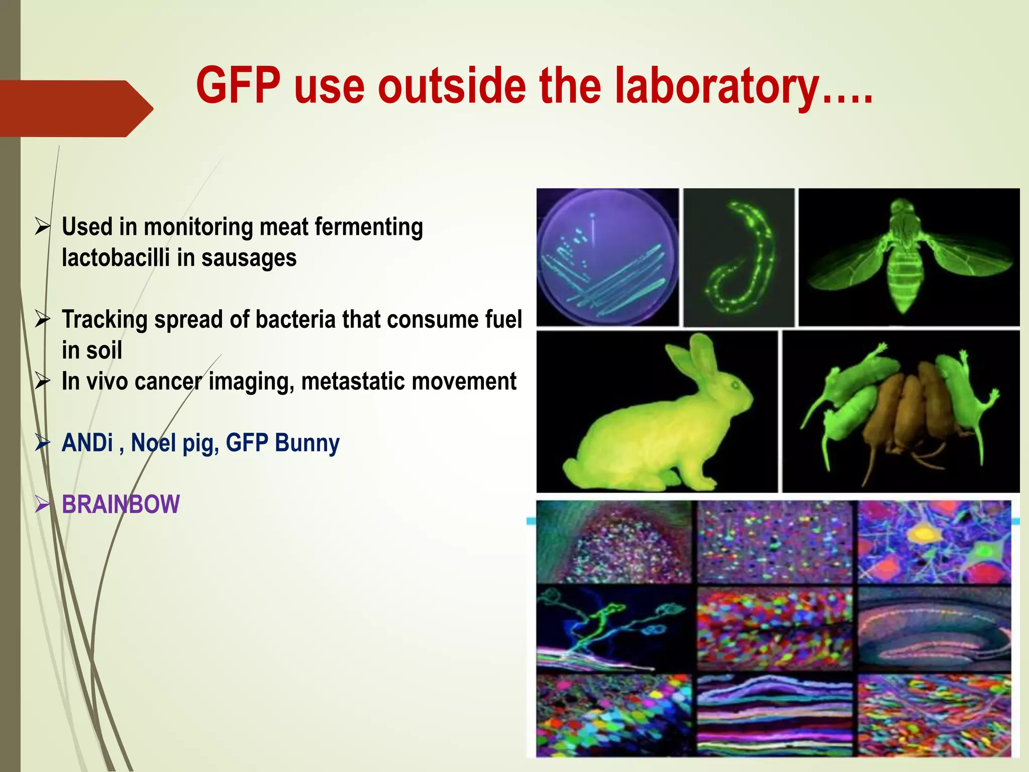 Gfp application in bacterial dynamics and disease diagnosis | PPTX