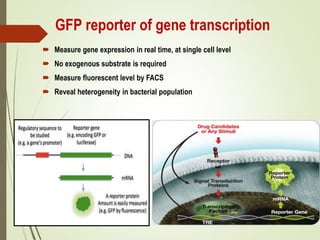 Gfp application in bacterial dynamics and disease diagnosis | PPTX
