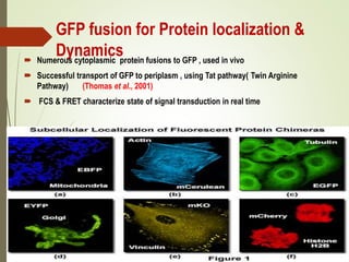 Gfp application in bacterial dynamics and disease diagnosis | PPTX