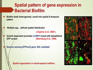 Gfp application in bacterial dynamics and disease diagnosis | PPTX