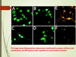 Gfp application in bacterial dynamics and disease diagnosis | PPTX