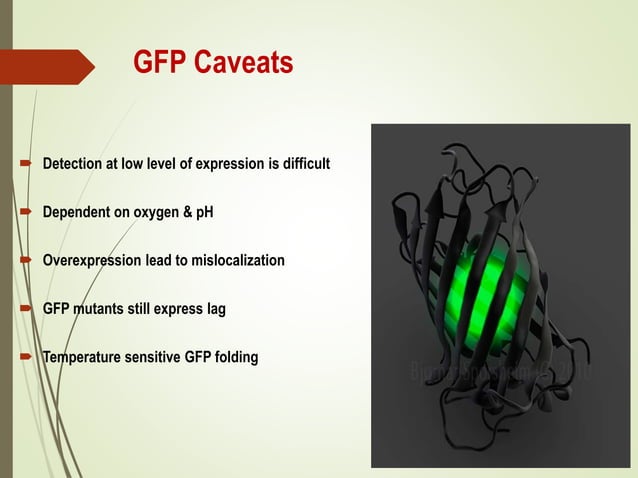 Gfp application in bacterial dynamics and disease diagnosis | PPTX