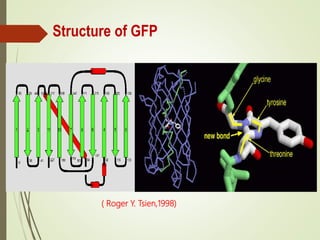 Gfp application in bacterial dynamics and disease diagnosis | PPTX