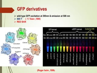 Gfp application in bacterial dynamics and disease diagnosis | PPTX
