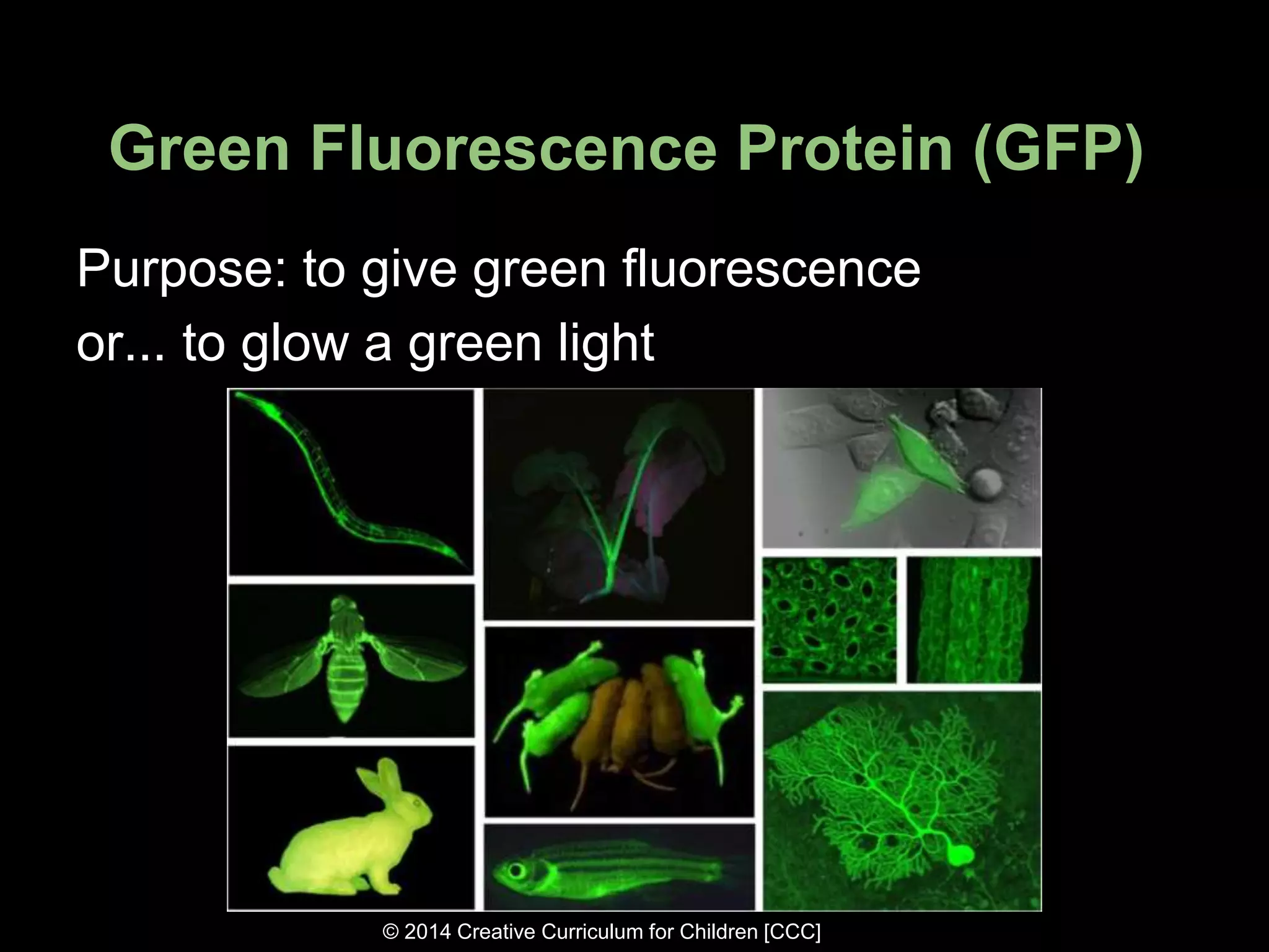 Green Fluorescence Protein | PPTX