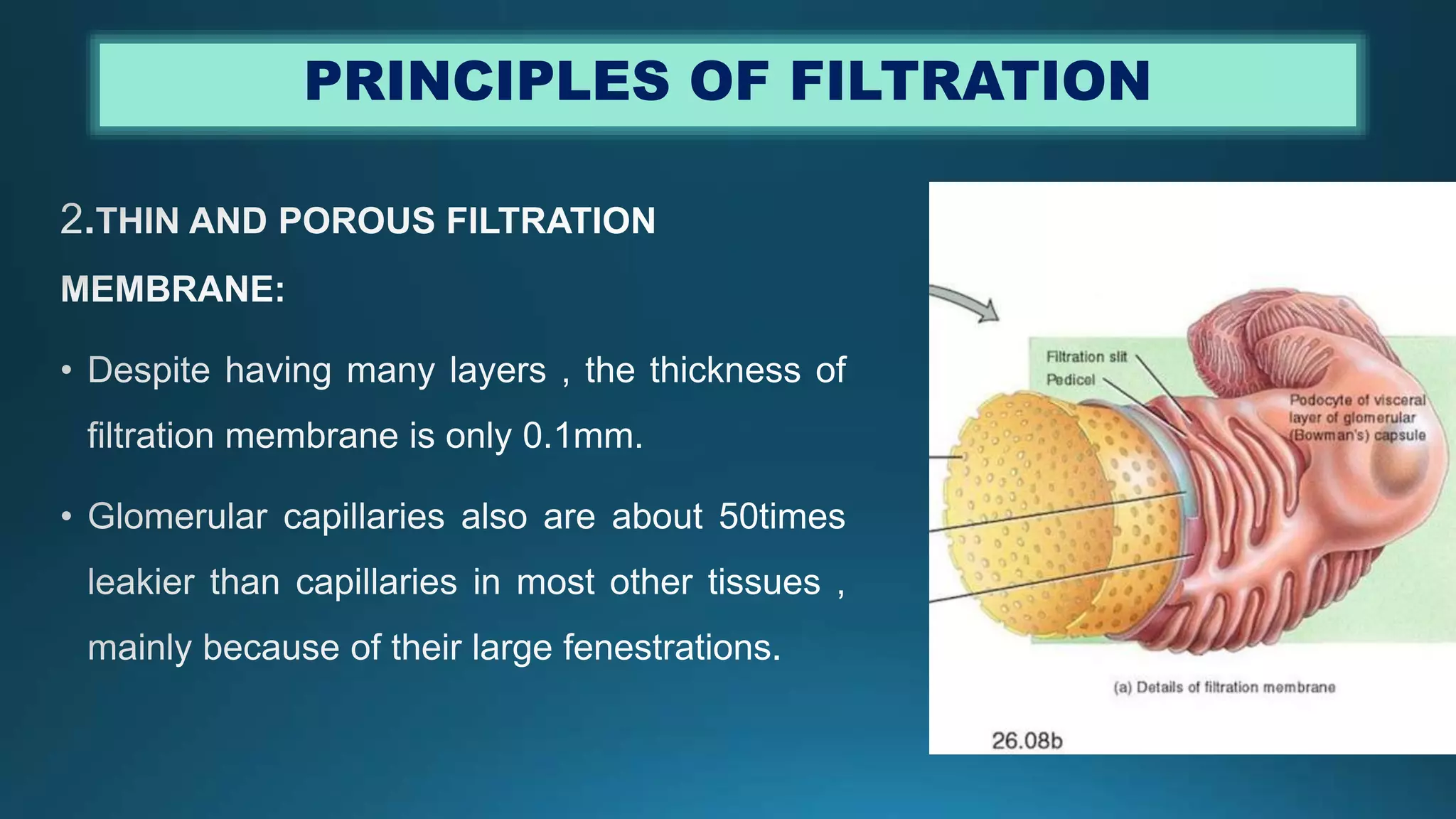 GLOMERULAR FILTRATION /TUBULAR REABSORPTION AND SECRETION | PPTX