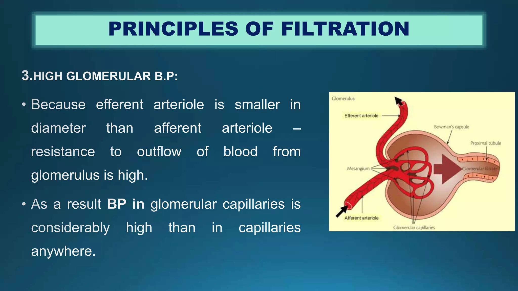 GLOMERULAR FILTRATION /TUBULAR REABSORPTION AND SECRETION | PPTX