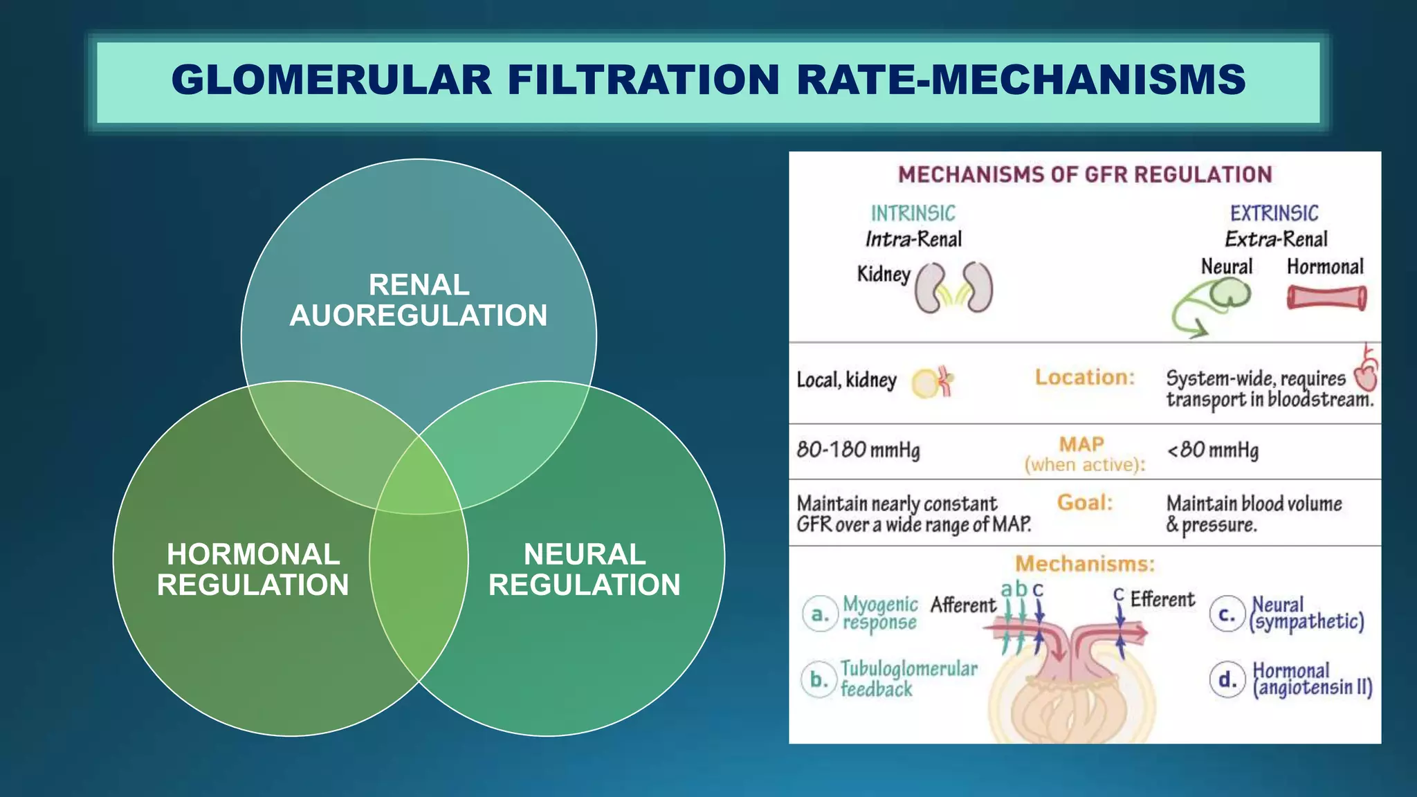 GLOMERULAR FILTRATION /TUBULAR REABSORPTION AND SECRETION | PPTX