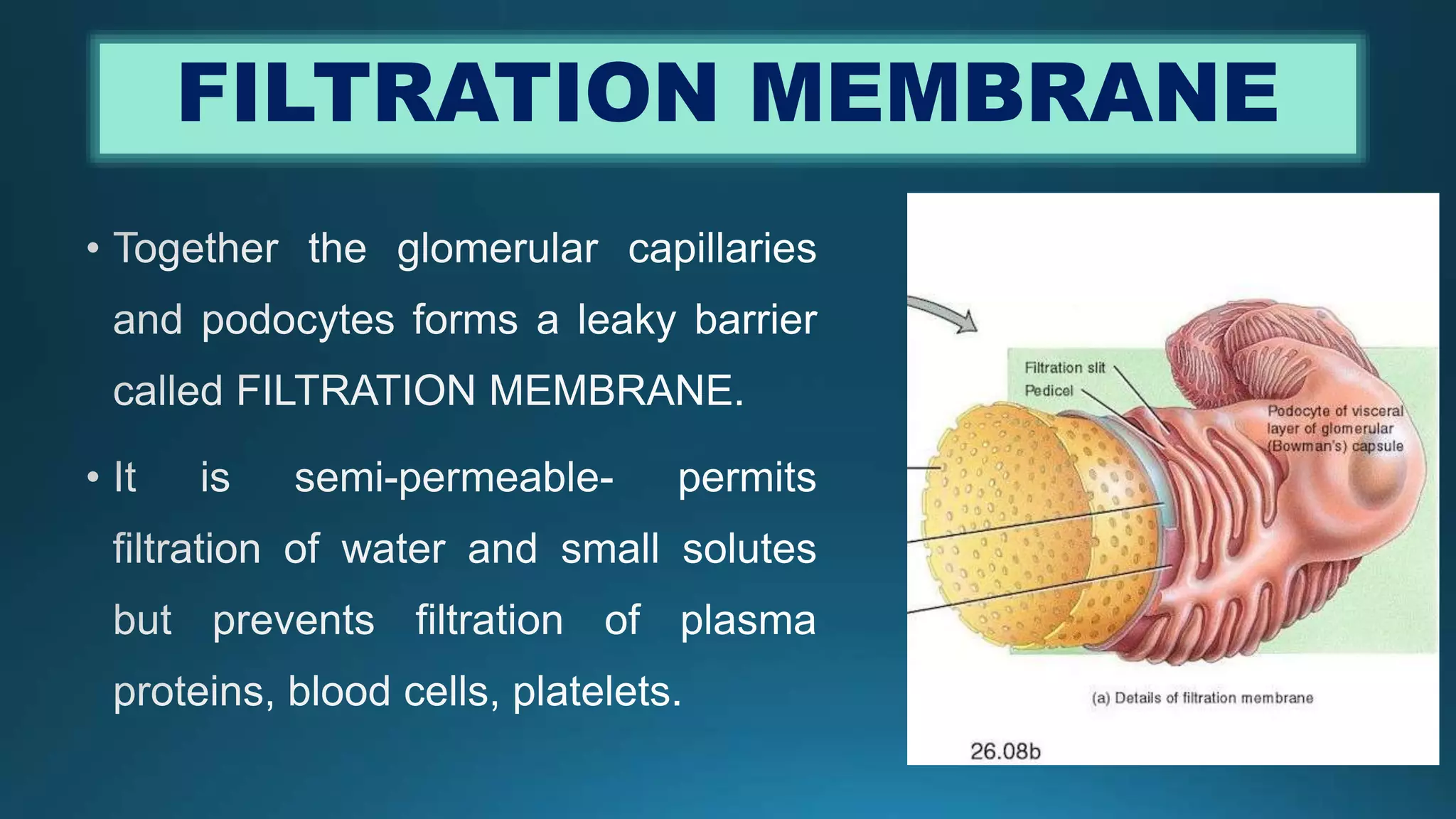 GLOMERULAR FILTRATION /TUBULAR REABSORPTION AND SECRETION | PPTX