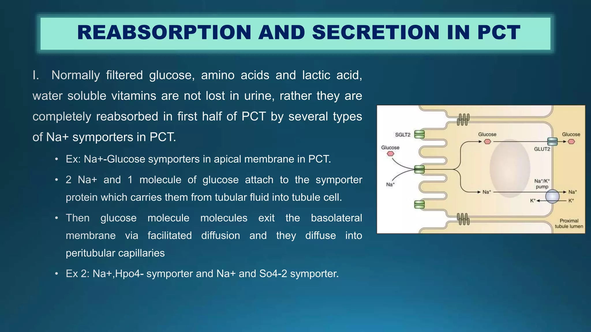GLOMERULAR FILTRATION /TUBULAR REABSORPTION AND SECRETION | PPTX