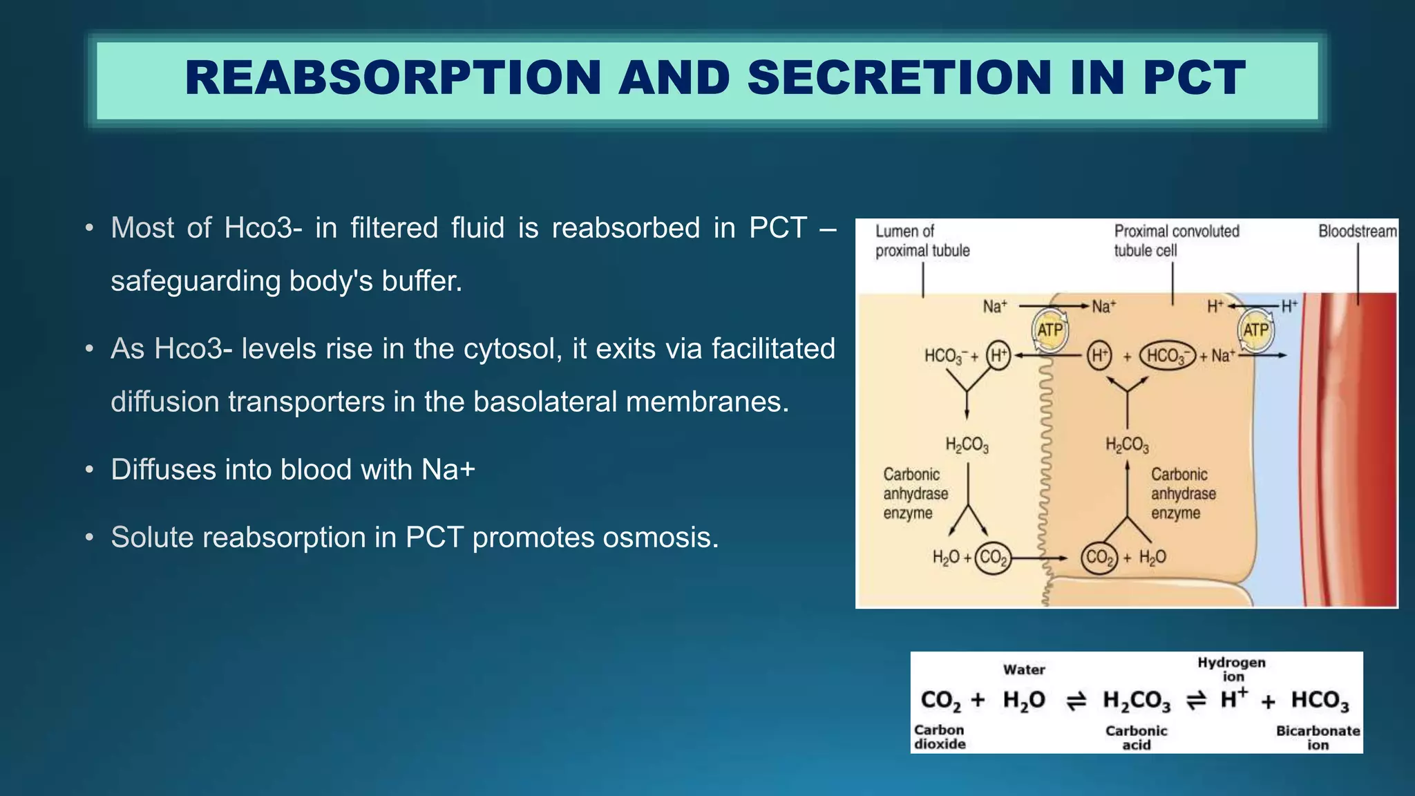 GLOMERULAR FILTRATION /TUBULAR REABSORPTION AND SECRETION | PPTX