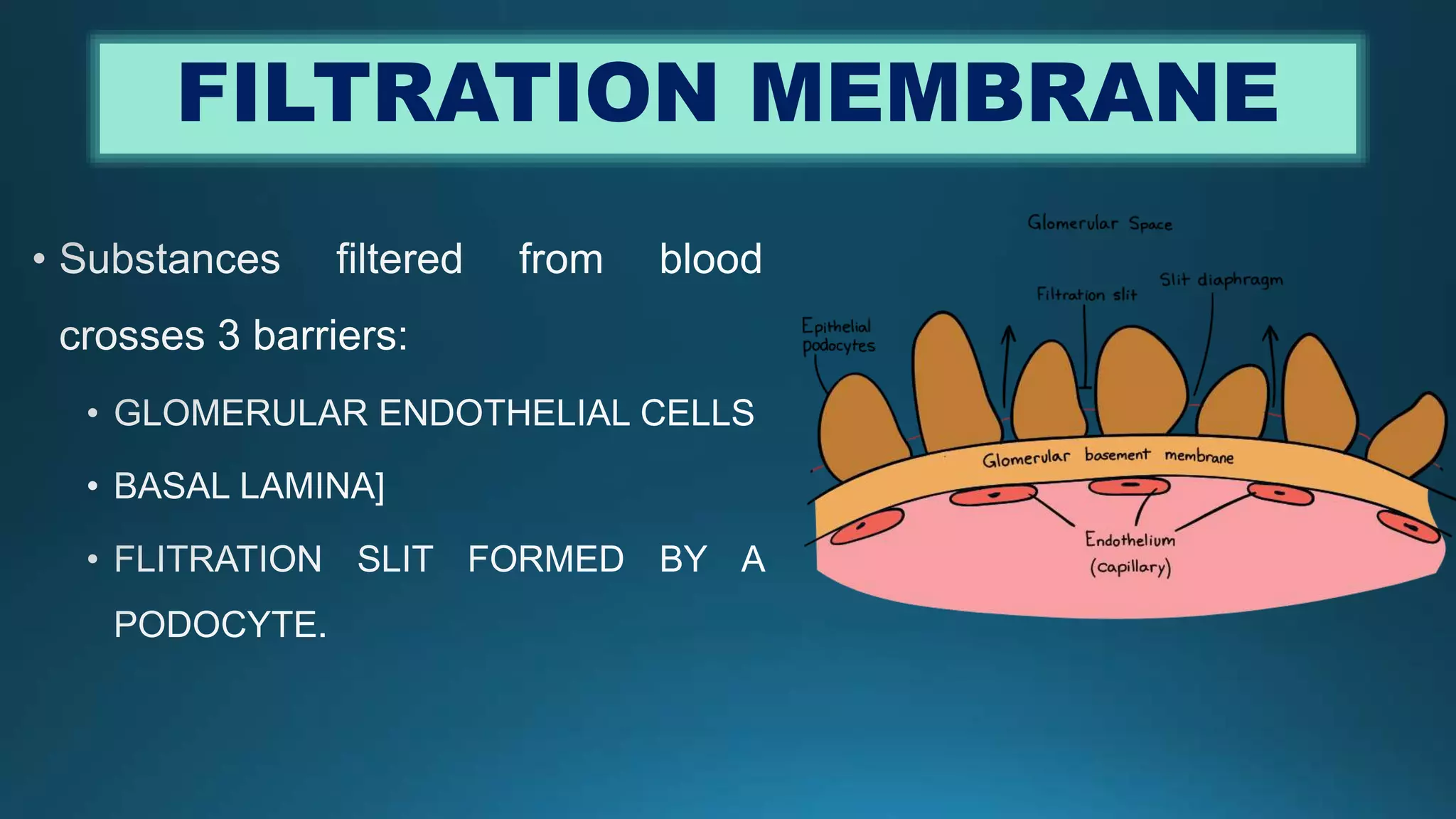 GLOMERULAR FILTRATION /TUBULAR REABSORPTION AND SECRETION | PPTX