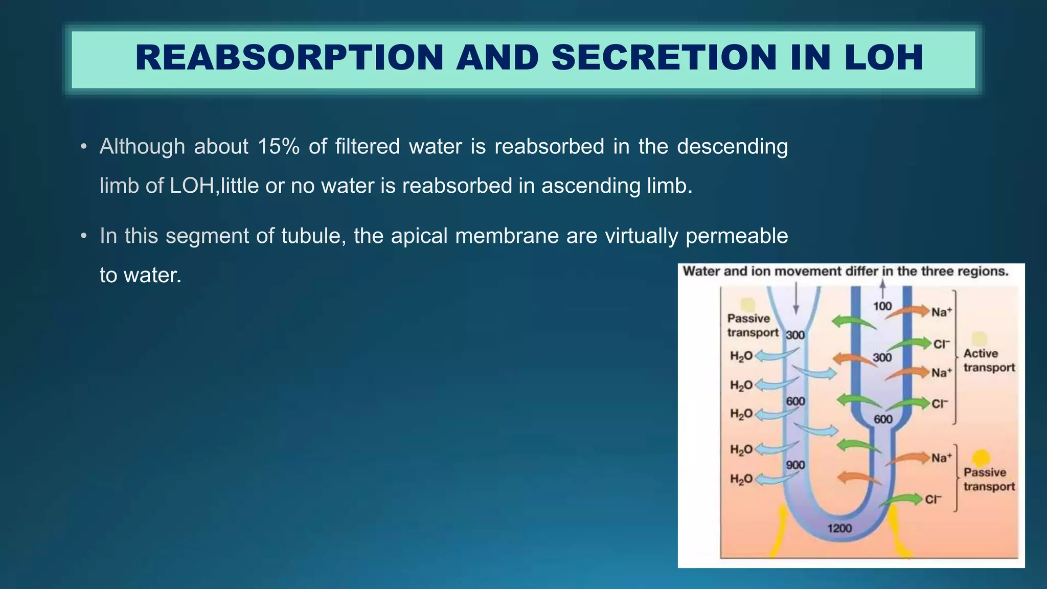 GLOMERULAR FILTRATION /TUBULAR REABSORPTION AND SECRETION | PPTX