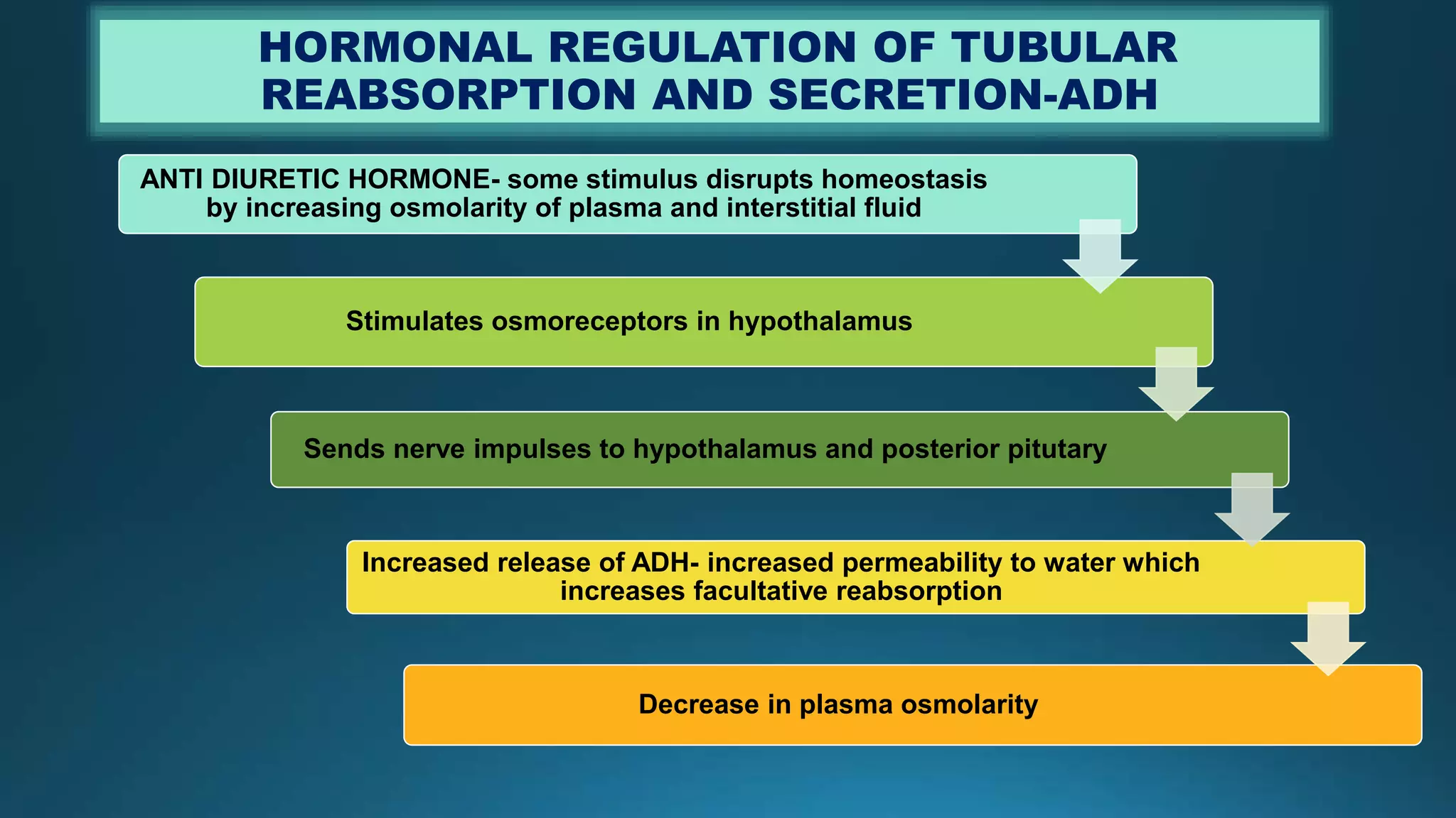 GLOMERULAR FILTRATION /TUBULAR REABSORPTION AND SECRETION | PPTX