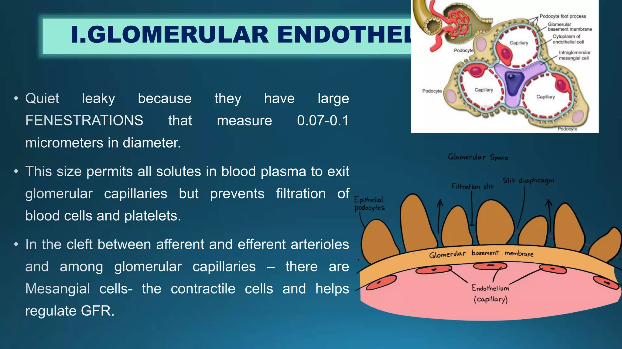 GLOMERULAR FILTRATION /TUBULAR REABSORPTION AND SECRETION | PPTX
