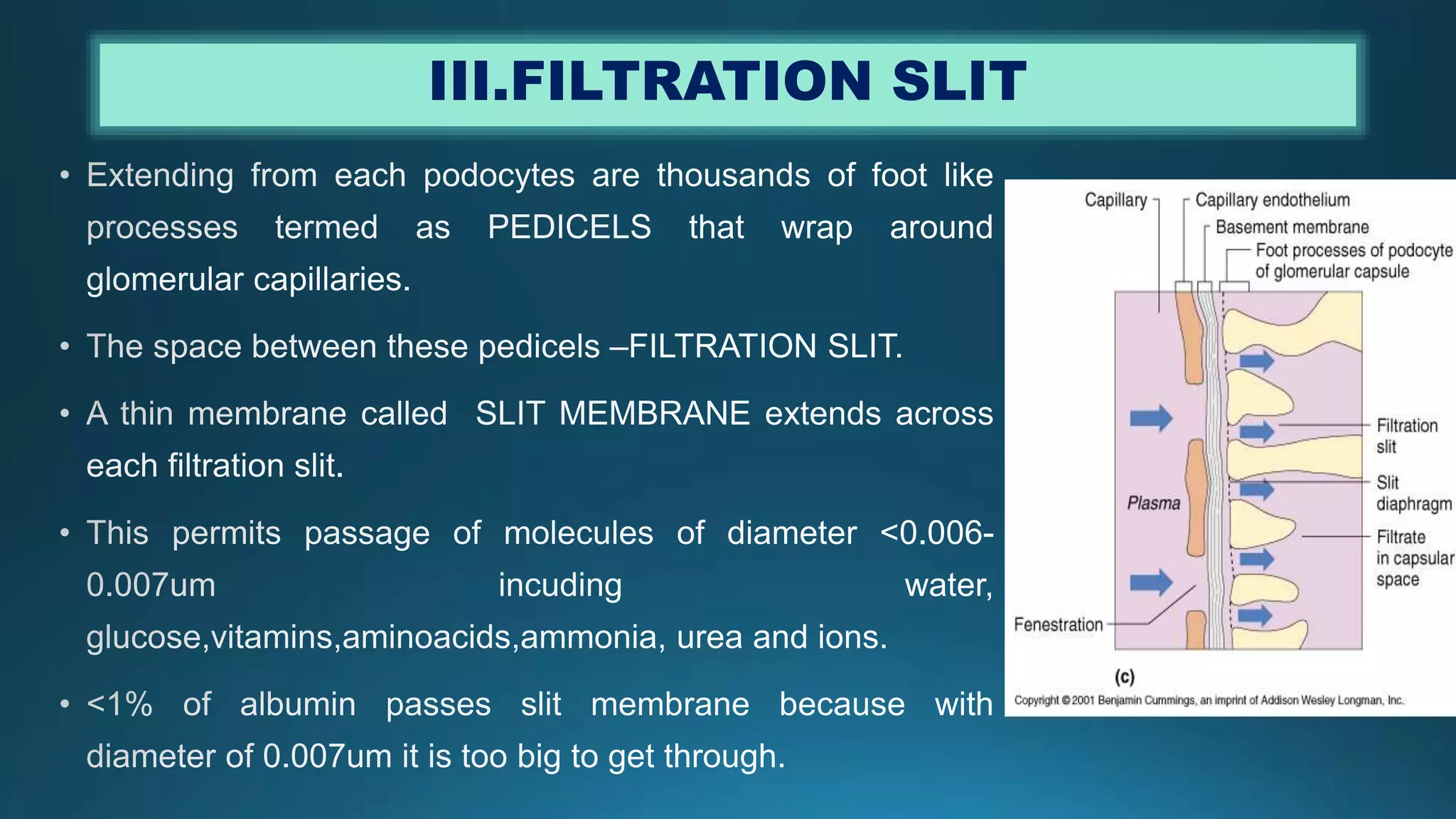 GLOMERULAR FILTRATION /TUBULAR REABSORPTION AND SECRETION | PPTX
