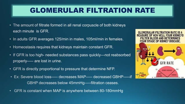 GLOMERULAR FILTRATION /TUBULAR REABSORPTION AND SECRETION | PPTX | Heart and Cardiovascular ...