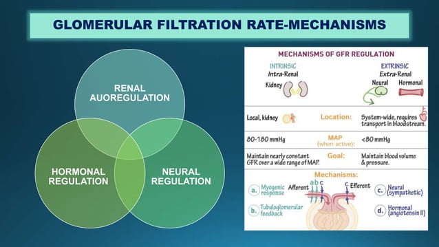 GLOMERULAR FILTRATION /TUBULAR REABSORPTION AND SECRETION | PPTX | Heart and Cardiovascular ...