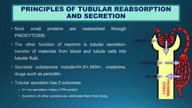 GLOMERULAR FILTRATION /TUBULAR REABSORPTION AND SECRETION | PPTX | Heart and Cardiovascular ...