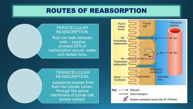 GLOMERULAR FILTRATION /TUBULAR REABSORPTION AND SECRETION | PPTX | Heart and Cardiovascular ...
