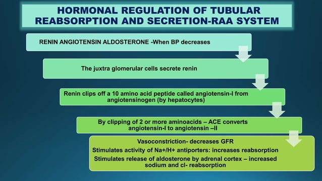 GLOMERULAR FILTRATION /TUBULAR REABSORPTION AND SECRETION | PPTX | Heart and Cardiovascular ...