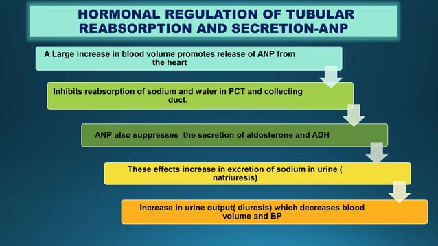 GLOMERULAR FILTRATION /TUBULAR REABSORPTION AND SECRETION | PPTX | Heart and Cardiovascular ...