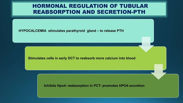 GLOMERULAR FILTRATION /TUBULAR REABSORPTION AND SECRETION | PPTX | Heart and Cardiovascular ...