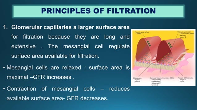 GLOMERULAR FILTRATION /TUBULAR REABSORPTION AND SECRETION | PPTX | Heart and Cardiovascular ...