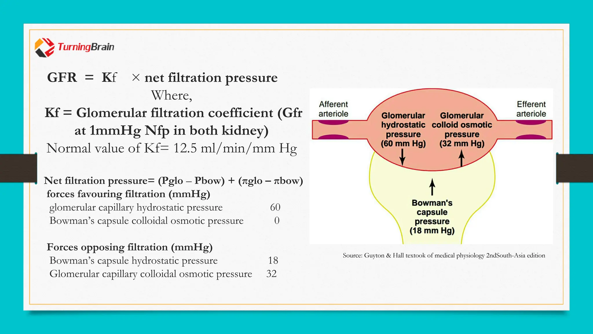 GFR (Glomerular Filtration Rate) - Physiology | PDF