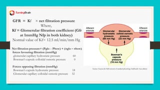 GFR (Glomerular Filtration Rate) - Physiology | PDF