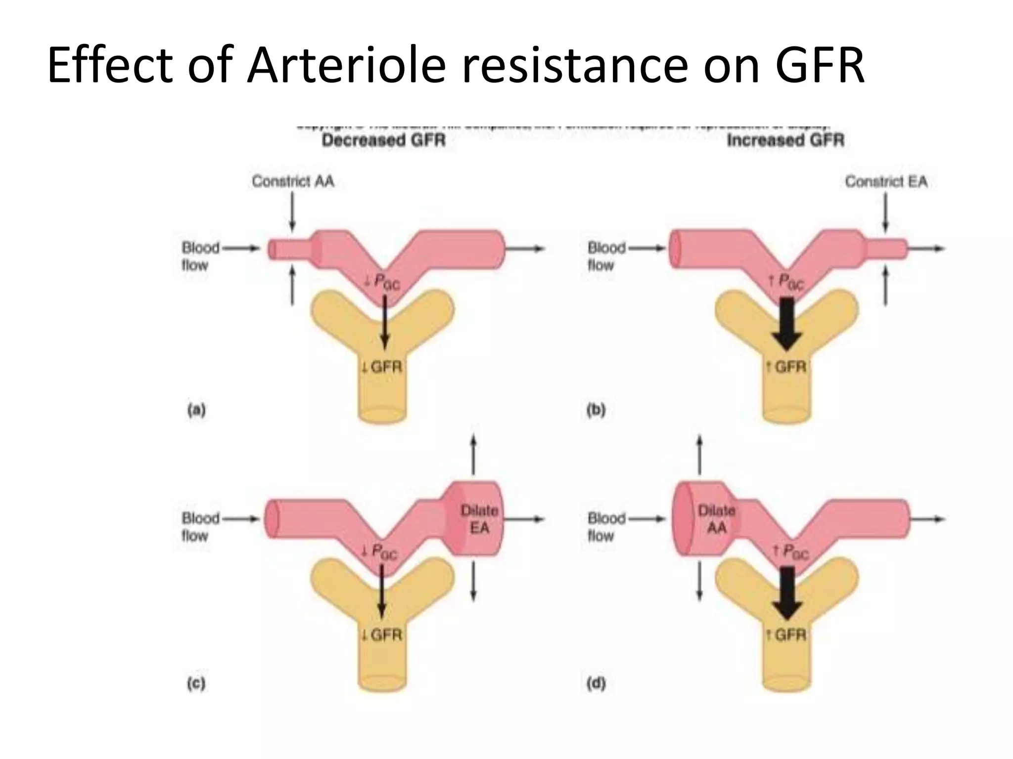 gfr and its regulation.pptx