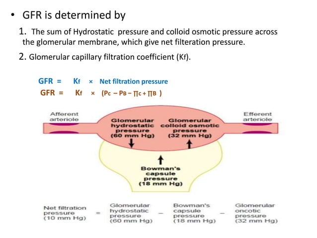 gfr and its regulation.pptx