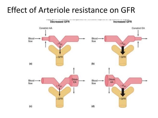 gfr and its regulation.pptx