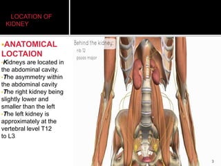 Gfr(glomerulur) filtration rate and its regulation | PPTX