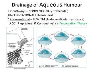 Aqueous Humor Dynamics | PPTX
