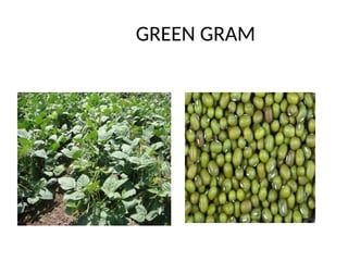 green gram and black gram production tech.ppt