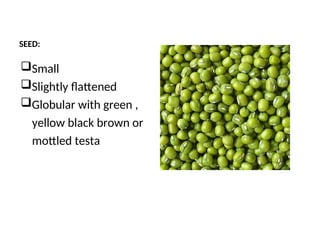 green gram and black gram production tech.ppt