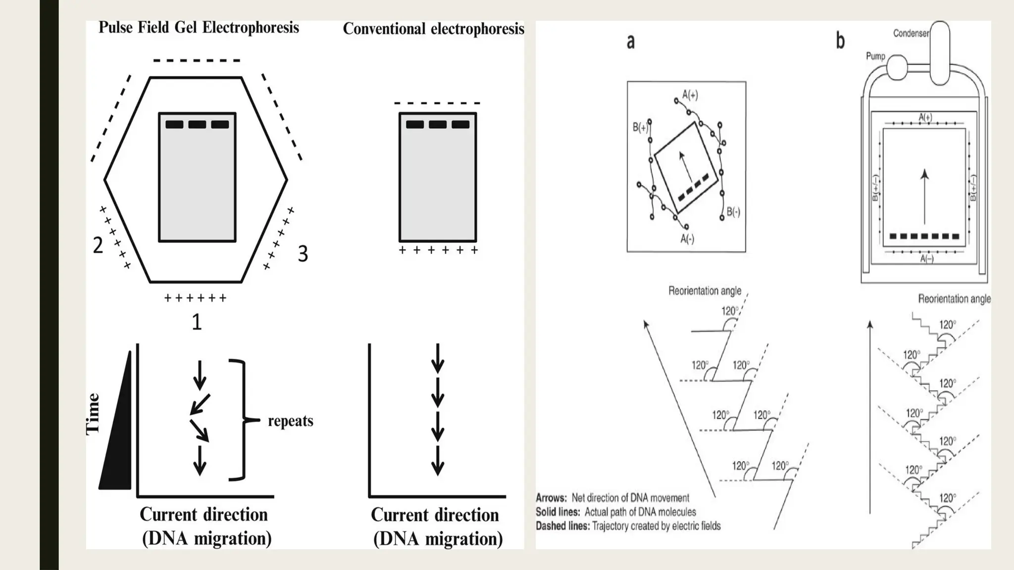 Gradient gel electrophoresis and pulse field gel electrophoresis | PPTX