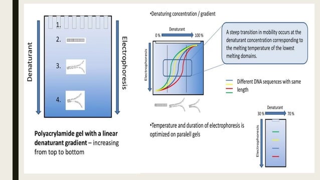 Gradient gel electrophoresis and pulse field gel electrophoresis | PPTX