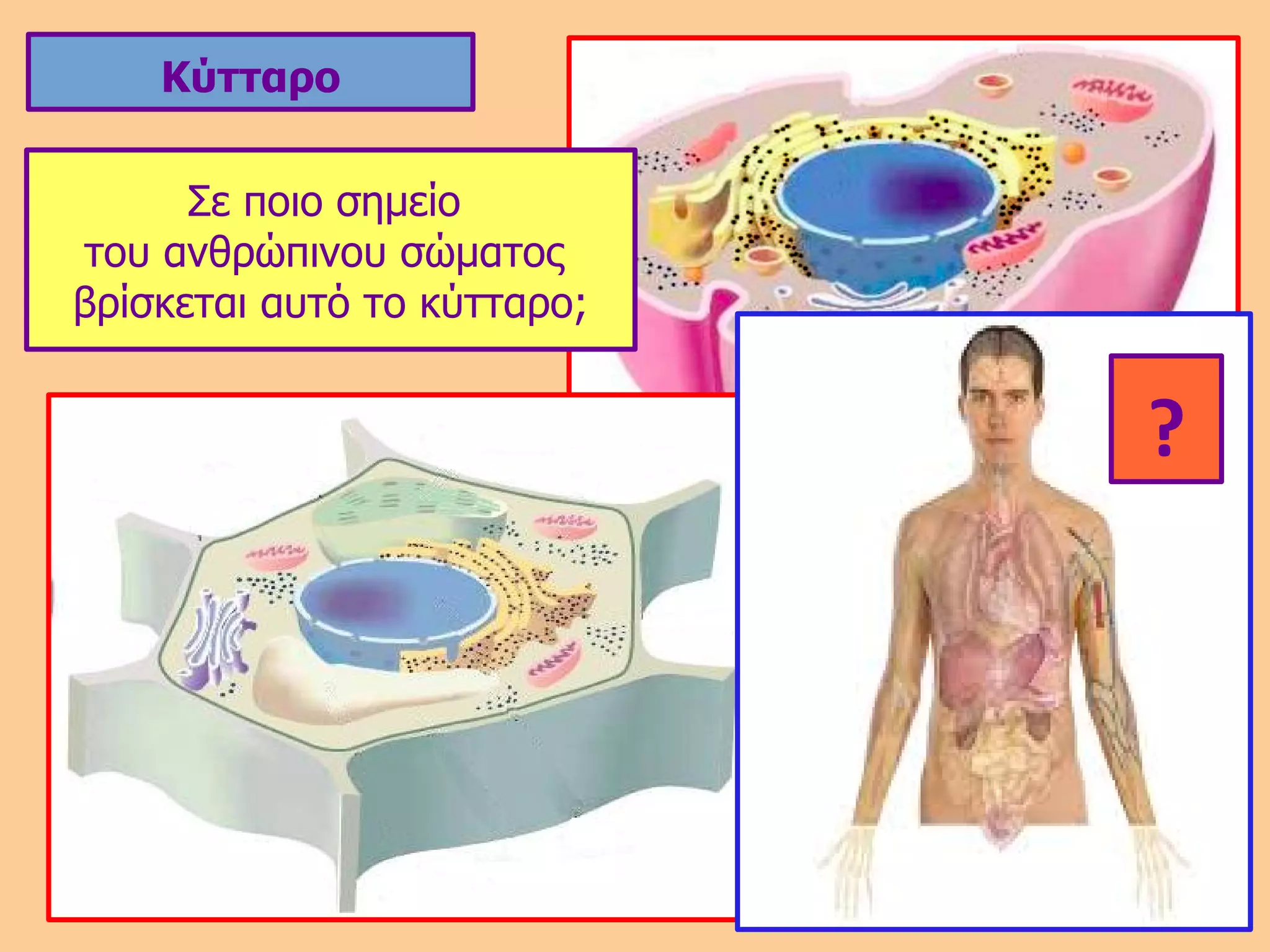 Κύτταρα: διαφορετικές λειτουργίες, διαφορετική μορφή | PDF