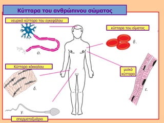 Κύτταρα: διαφορετικές λειτουργίες, διαφορετική μορφή | PDF