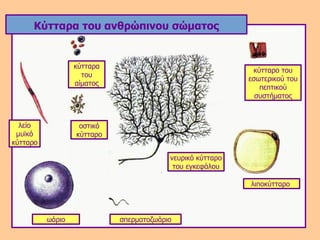 Κύτταρα: διαφορετικές λειτουργίες, διαφορετική μορφή | PDF